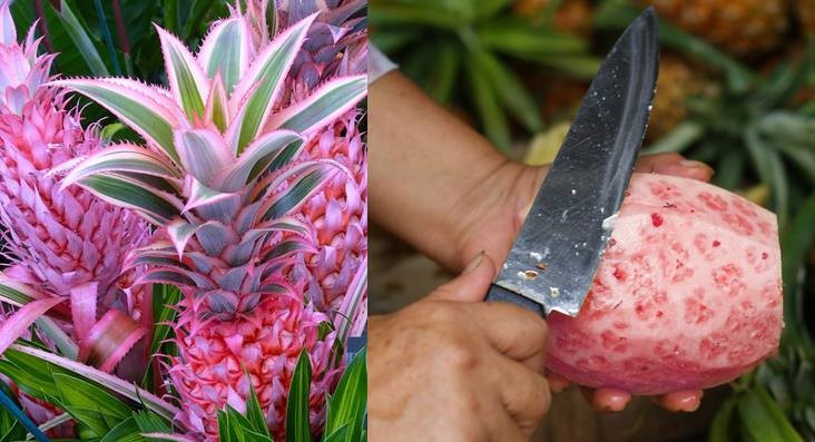 Não, você não está sonhando... abacaxis rosa existem!