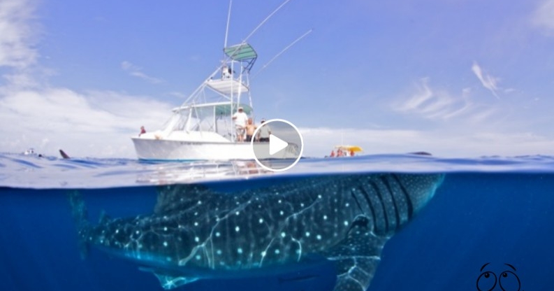Mergulhando com o MAIOR PEIXE do mundo.